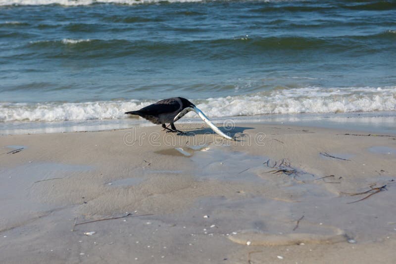 Jackdaw with a Garfish on the Beach Stock Image - Image of seafood ...
