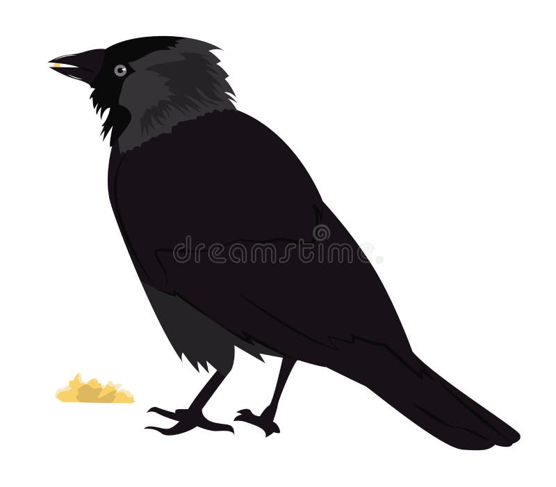 Tousled Jackdaw Stock Illustrations – 3 Tousled Jackdaw Stock ...