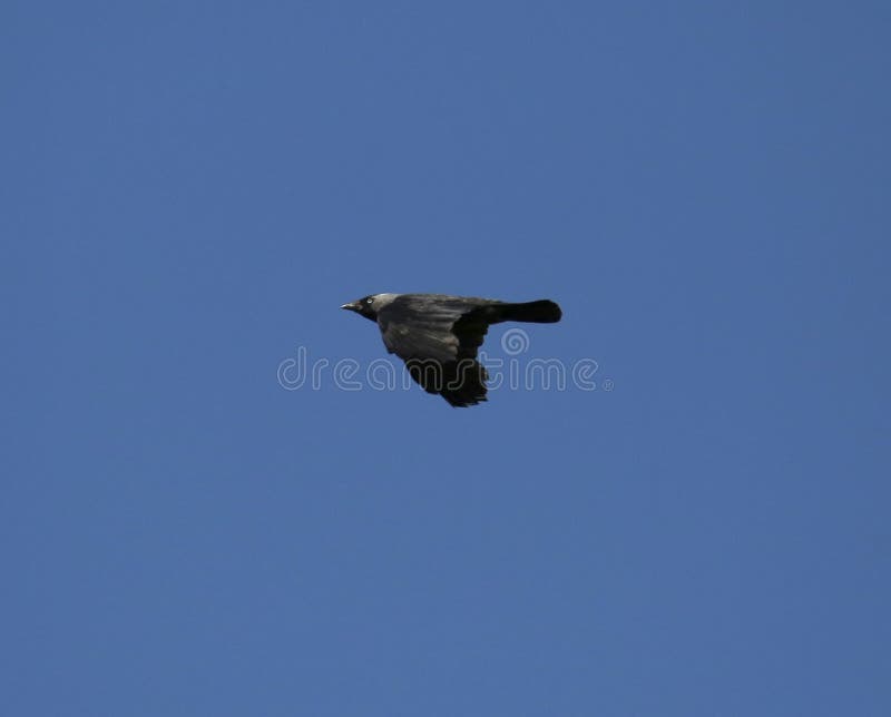 Jackdaw in flight stock photo. Image of bird, wings - 324303456
