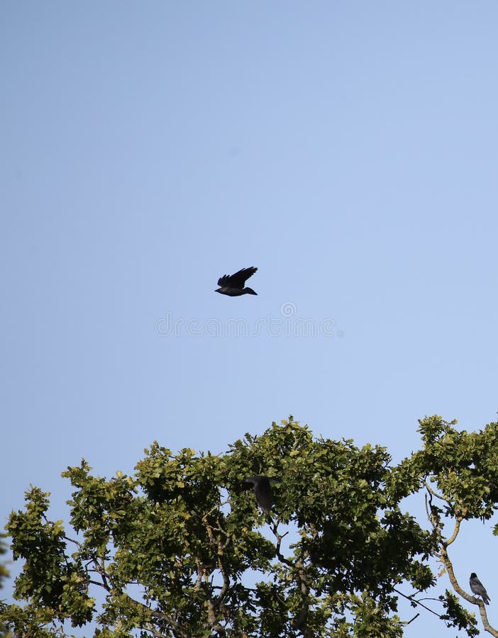 Jackdaw in Flight Over Trees Stock Photo - Image of naturephotography ...