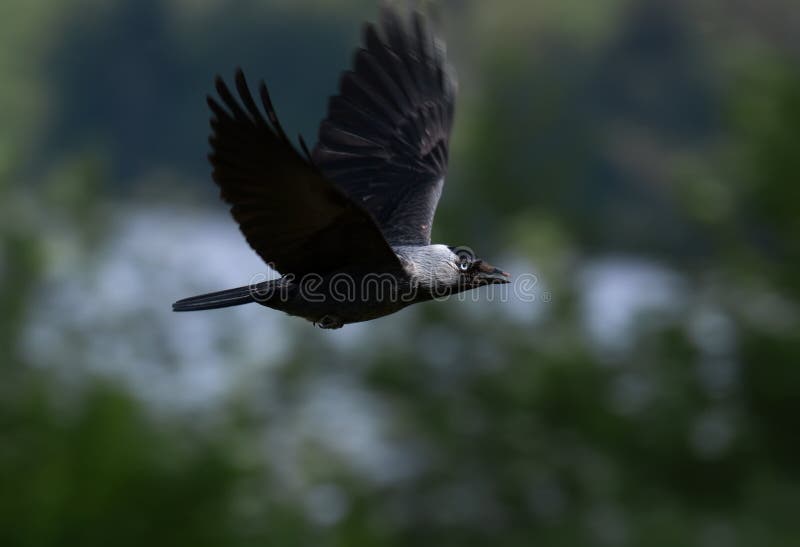 Jackdaw Flying in the Shade Stock Photo - Image of jackdaw, midair ...