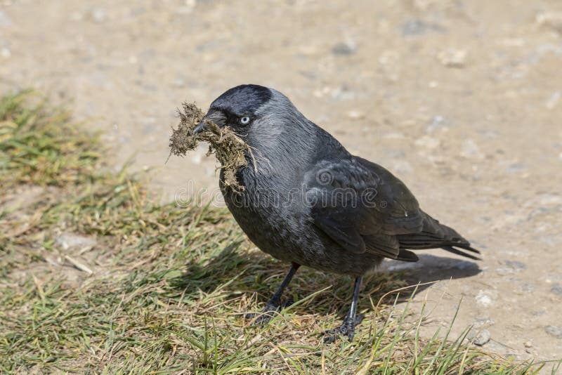 Jackdaw and Nesting Materials Stock Image - Image of nesting, sunshine ...