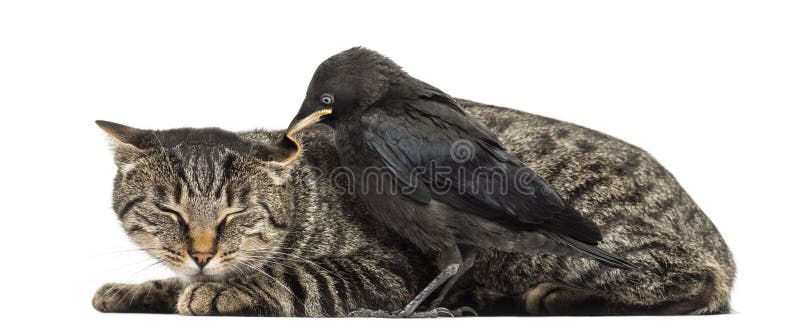 Jackdaw Ocidental Que Bica Um Gato, Isolado Imagem de Stock - Imagem de ...