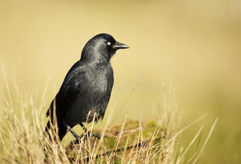 Black Raven Perched Wooden Fence Post Green Field Stock Photos - Free ...