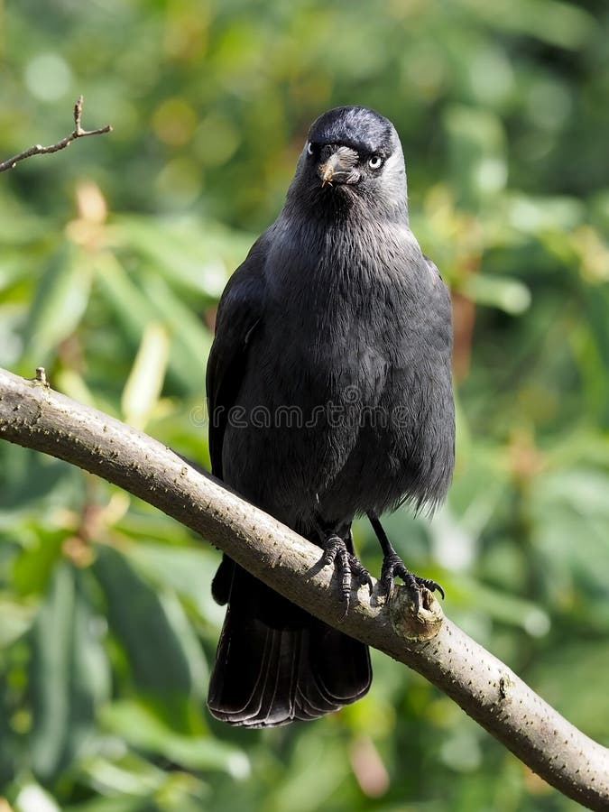 Jackdaw stock photo. Image of grass, young, tree, blue - 51931982