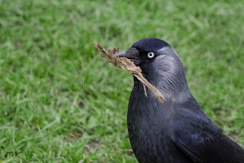 Jackdaw and Nesting Materials Stock Image - Image of nesting, sunshine ...