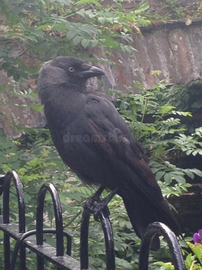 Jackdaw in repose stock image. Image of bird, ravens - 141016571