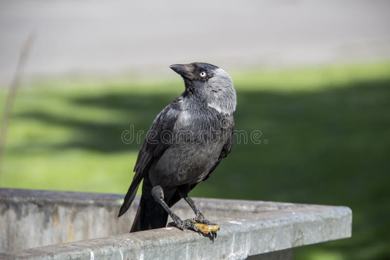 Raven Trash City Bird Stock Photos - Free & Royalty-Free Stock Photos ...