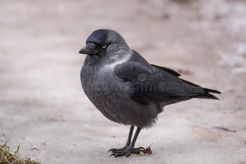 Jackdaw stock image. Image of feathers, corvus, animal - 51344405