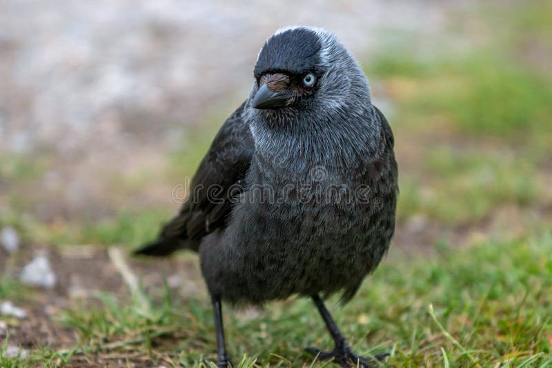 Young Jackdaw Looking Camera Blue Eye Stock Photos - Free & Royalty ...
