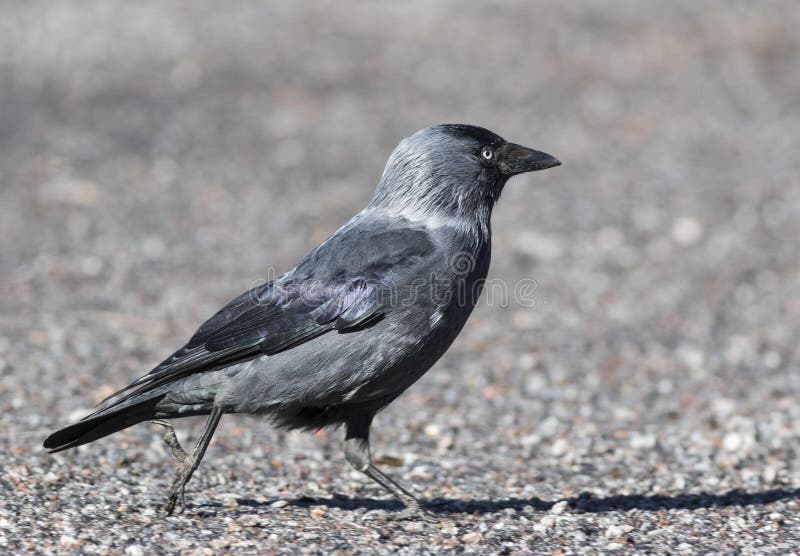Jackdaw stock photo. Image of rock, park, shiny, eurasian - 57204914