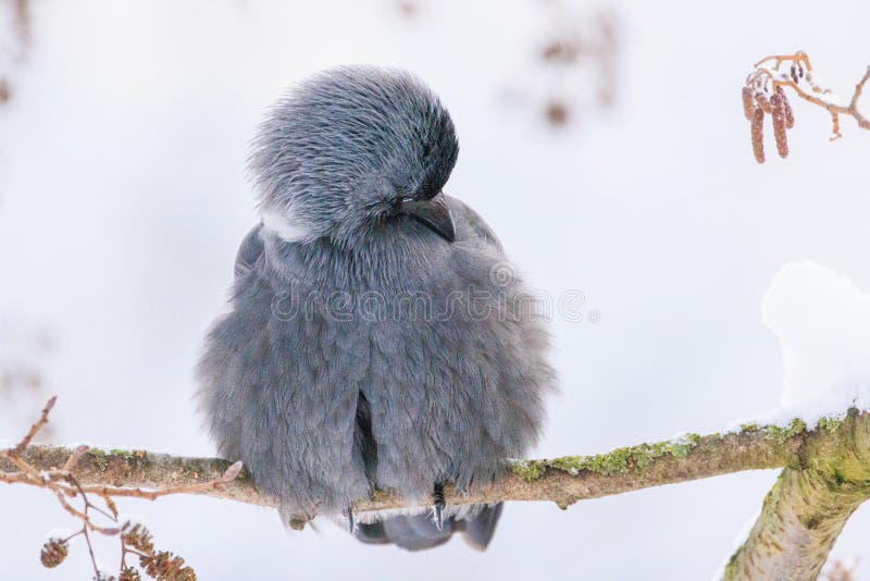 Jackdaw in winter stock photo. Image of season, grey - 236114384