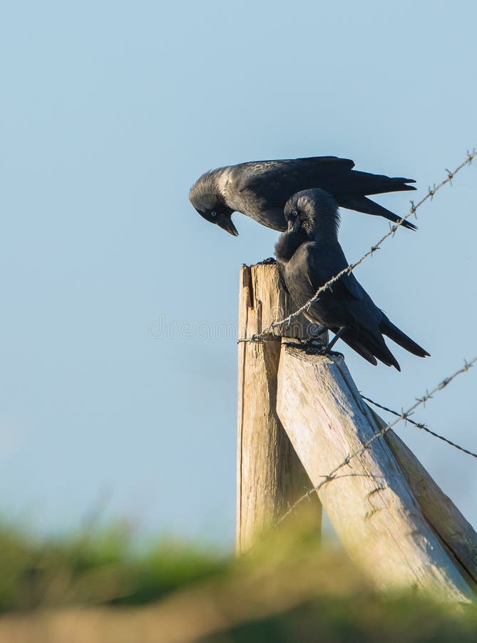 Jackdaws stock image. Image of monedula, life, colors - 28555347