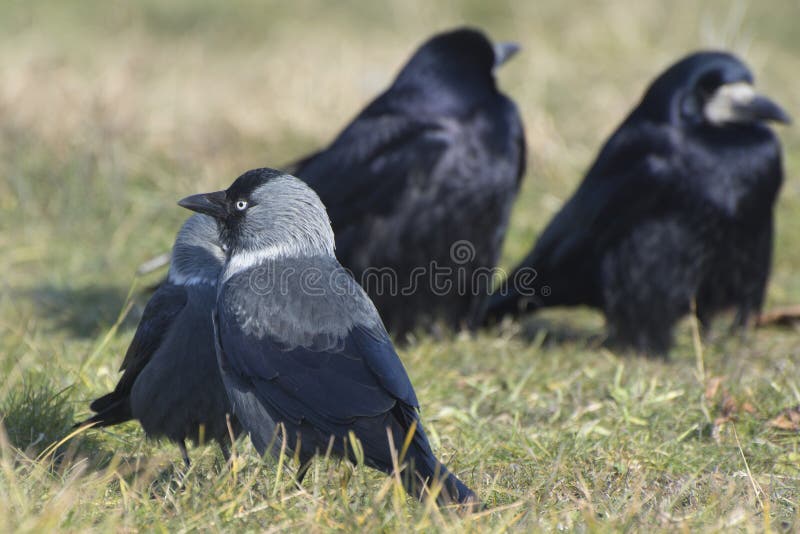 Jackdaws Corvus Monedula and Black Crows on a Green Lawn in Summer ...