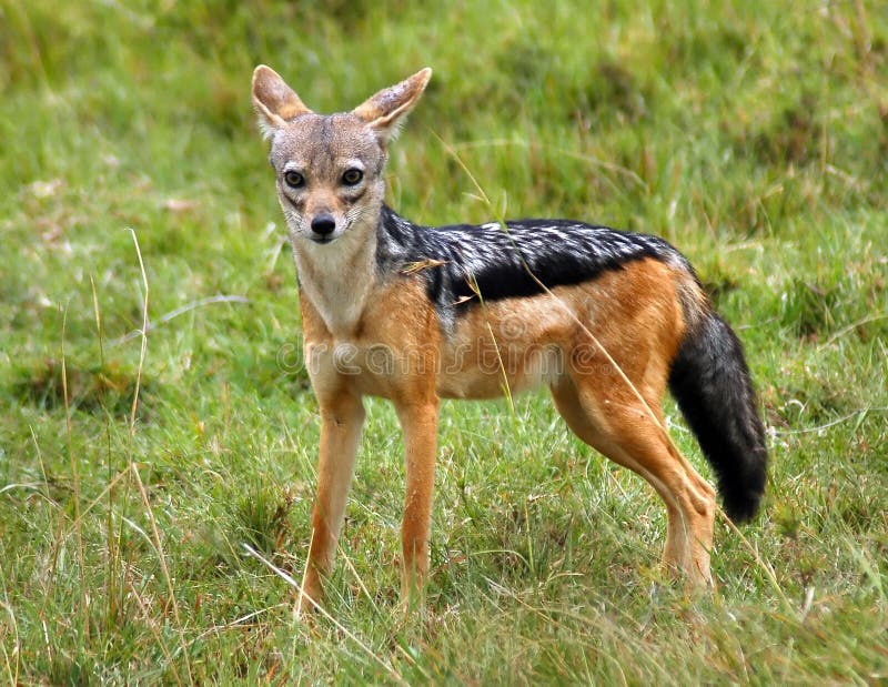 Black-backed Jackel stock photo. Image of backed, jackel - 13393058