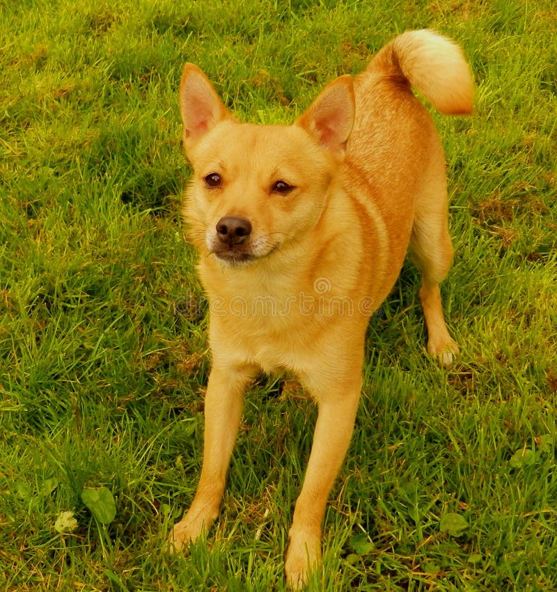 Jackeranian stock photo. Image of friendly, cute, designer - 38867106