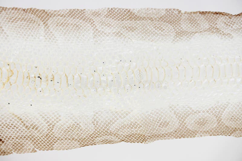Jacket Cast-off Skin of Snake Royal Python on a White Background. Stock ...