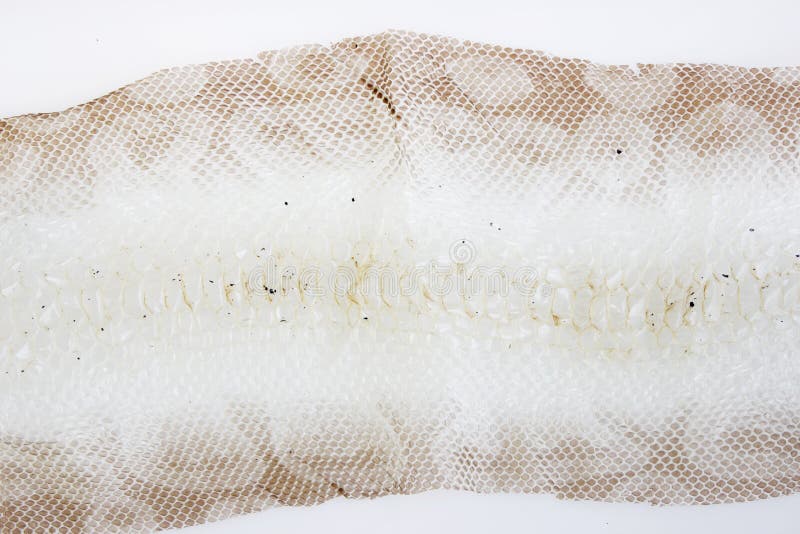 Snake Royal Python, or Ball Python Python Regius in the Arms of the ...