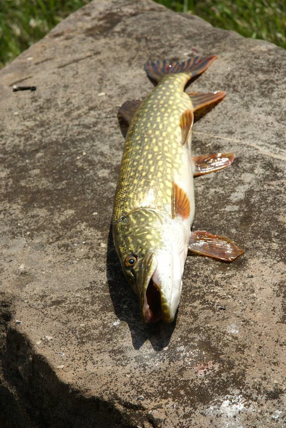 Jackfish Pike norteño imagen de archivo. Imagen de pescados - 5262073