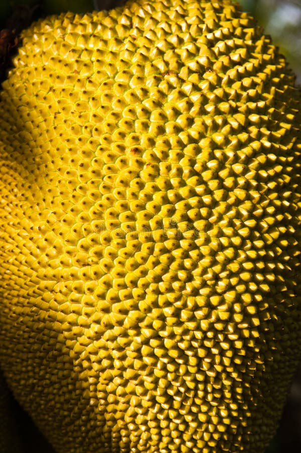Jackfruit stock photo. Image of texture, plant, palm - 17783098