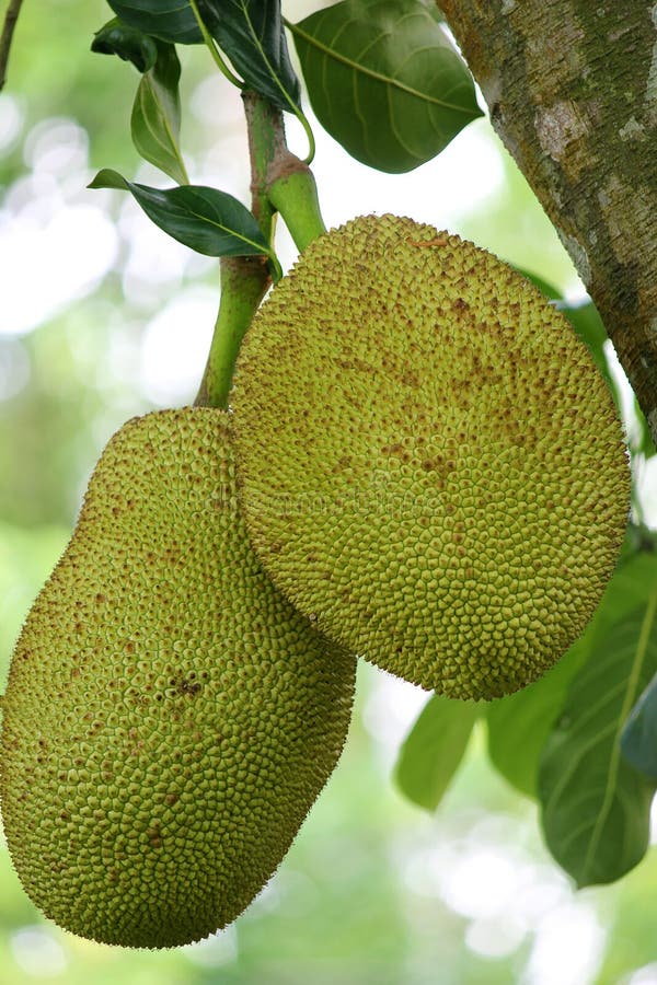 Jackfruit stock photo. Image of foodstuff, color, closeup - 24992548