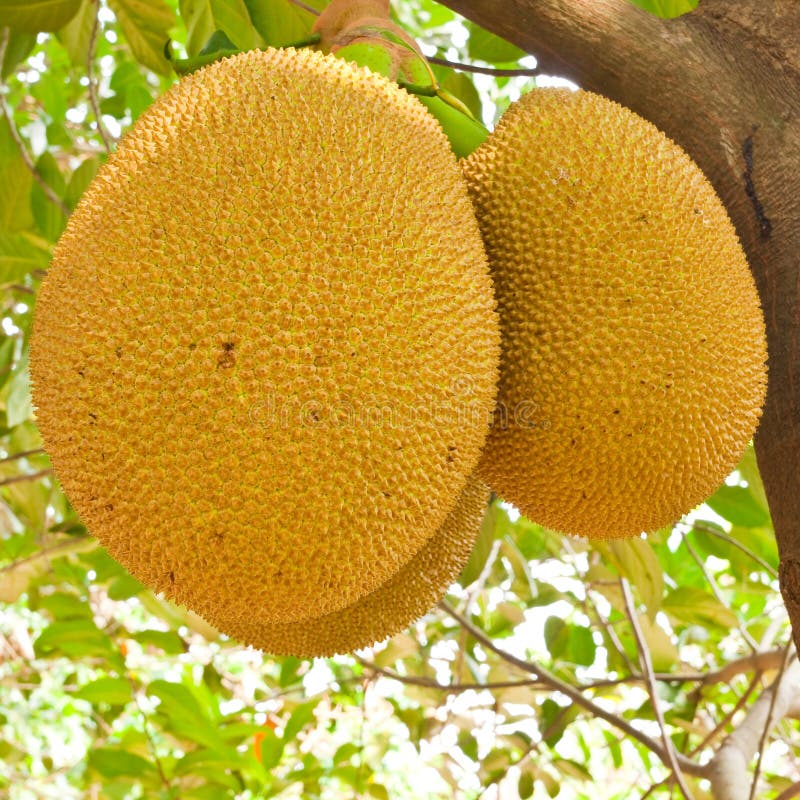 Jackfruit stock photo. Image of agriculture, nature, triple - 28844976