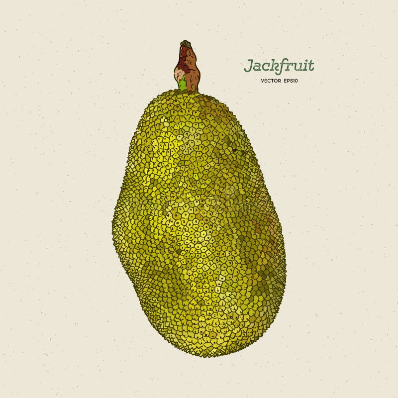 Jackfruit Drawing Outline