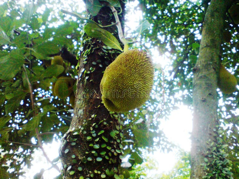 Jackfruit stock image. Image of leaf, vegetables, trees - 49043017