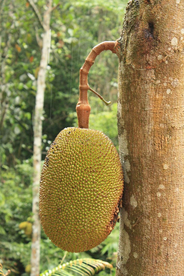 319 Wild Jackfruit Stock Photos - Free & Royalty-Free Stock Photos from ...