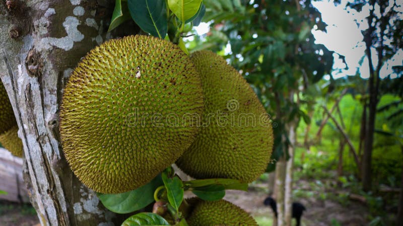 The Jackfruit Artocarpus Heterophyllus, Also Known As Jack Tree, is a ...