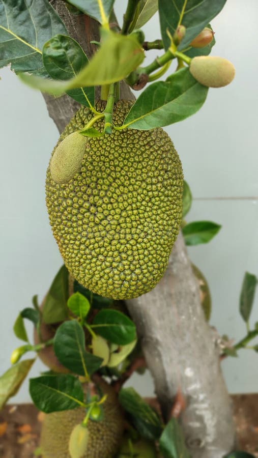 Jackfruit or Artocarpus Heterophyllus, Tropical Tree . Stock Photo ...