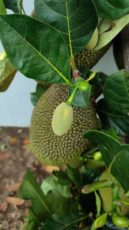 Jackfruit or Artocarpus Heterophyllus, Tropical Tree . Stock Photo ...