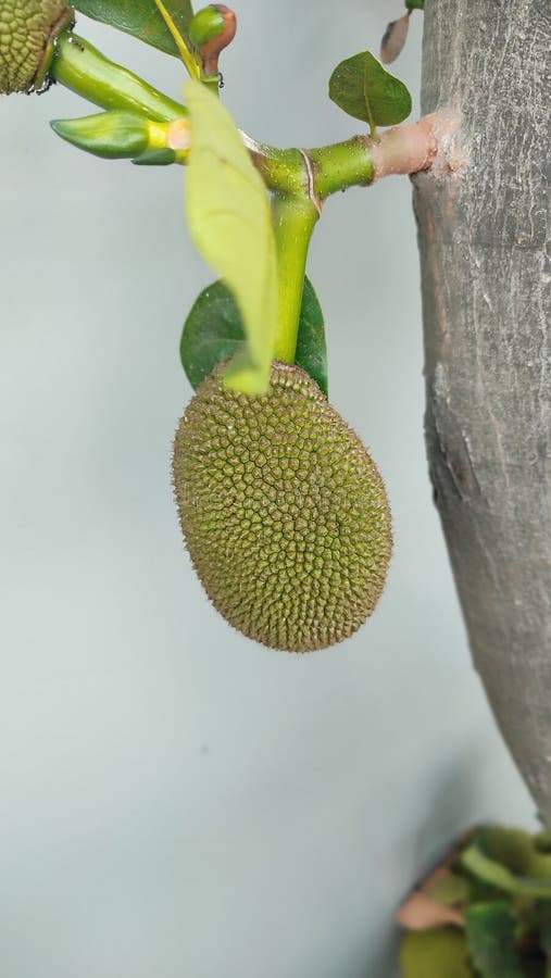 Jackfruit or Artocarpus Heterophyllus, Tropical Tree with White ...