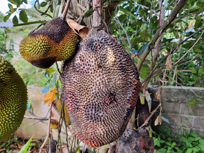 Jackfruit is Attacked by Insects and Worms. the Fruit is Rotten from ...