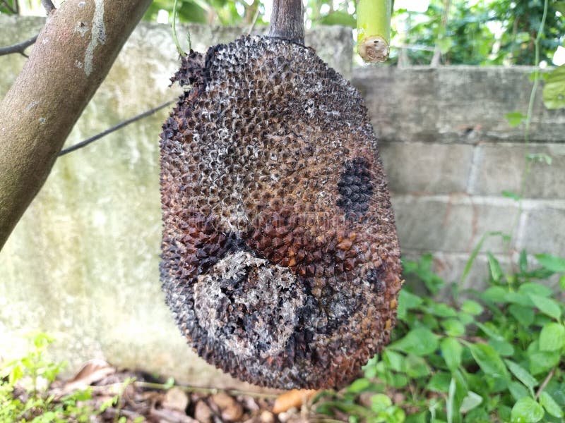 Jackfruit is Attacked by Insects and Worms. the Fruit is Rotten from ...