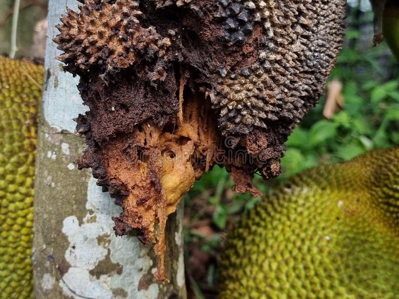 704 Rotten Insects Stock Photos - Free & Royalty-Free Stock Photos from ...