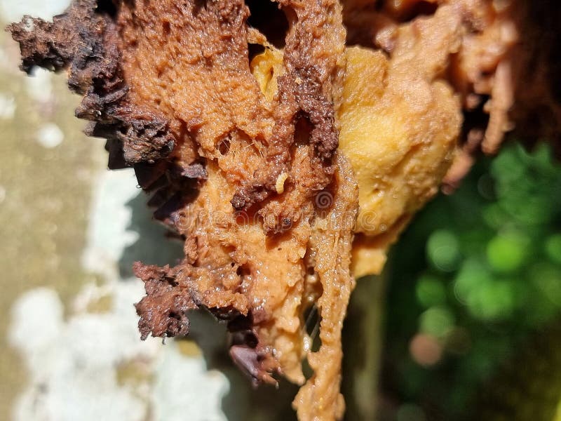 Jackfruit is Attacked by Insects and Worms. the Fruit is Rotten from ...