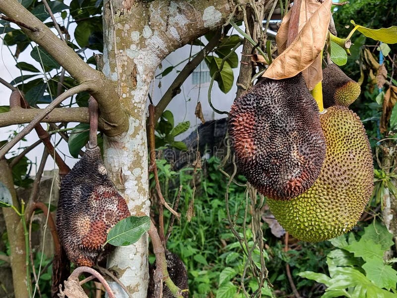 704 Rotten Insects Stock Photos - Free & Royalty-Free Stock Photos from ...