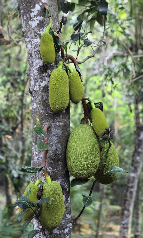 Jackfrucht an einem Baum stockbild. Bild von dschungel - 13939065