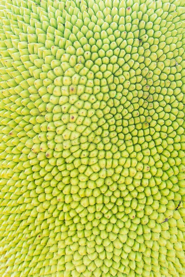 Jackfruit Background or Texture Stock Image - Image of jackfruit ...