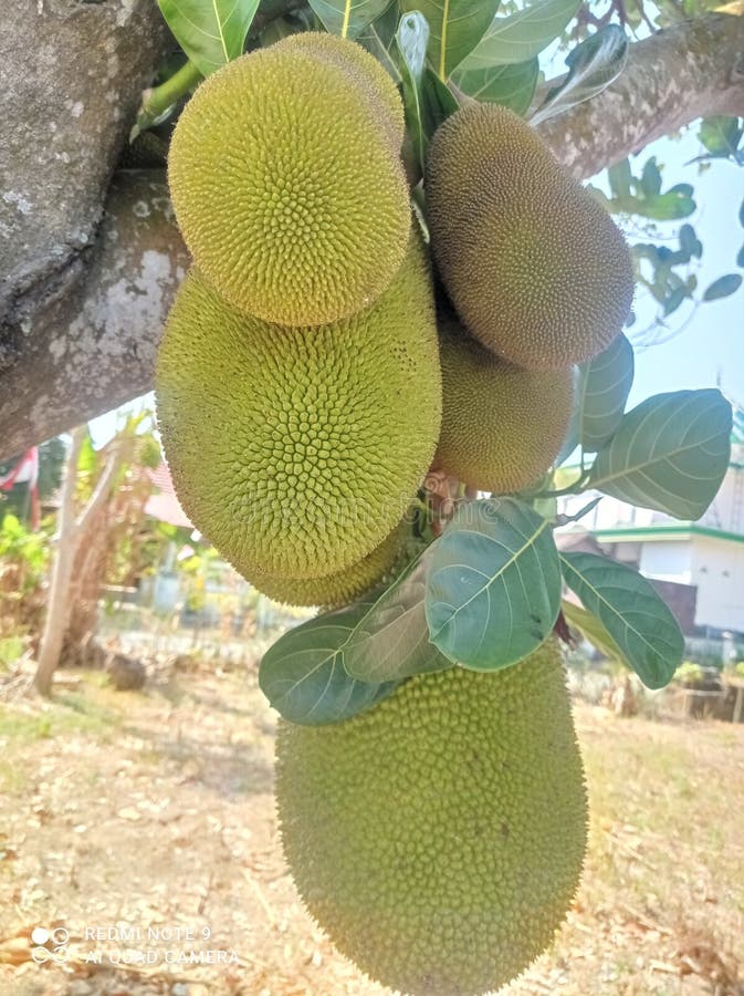 Jackfruit is Beautiful and Fragrant Stock Image - Image of beautiful ...