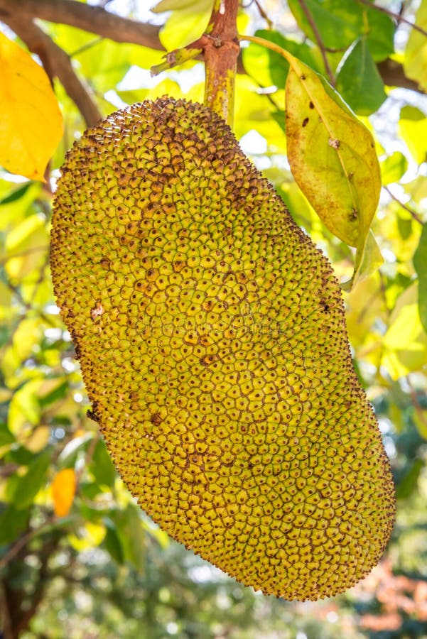 Jackfruit stock photo. Image of natural, nature, food - 37904606