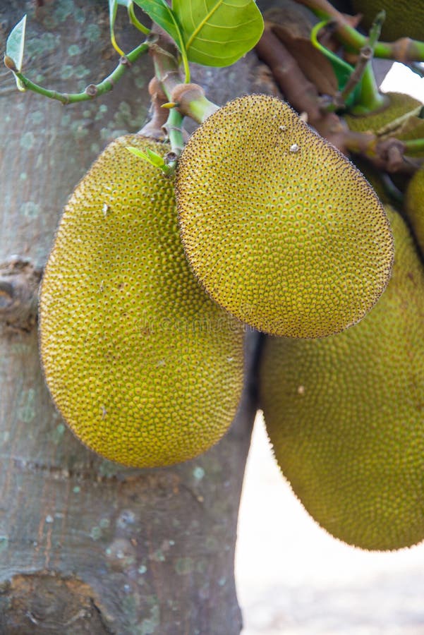 1,504 Big Jackfruit Tree Stock Photos - Free & Royalty-Free Stock ...