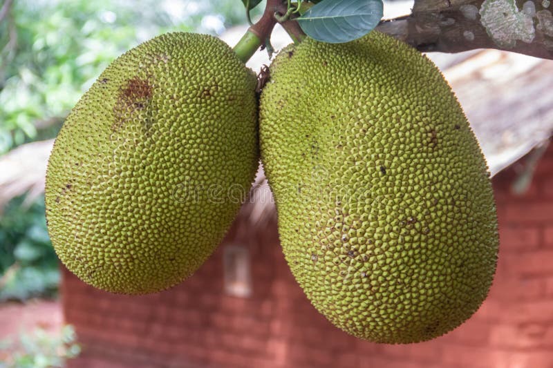 Jackfruit at the Branch of the Tree, in Wild Tropical Rainforest Stock ...