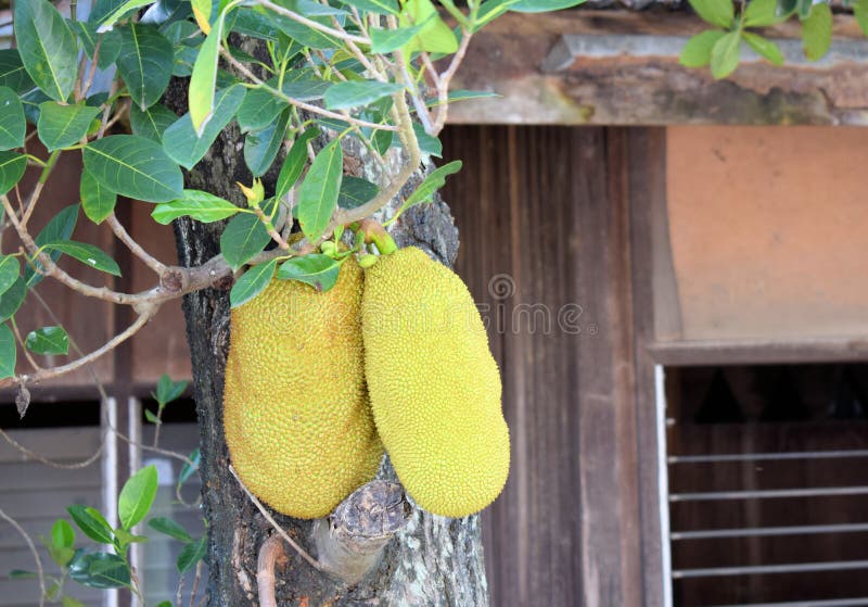 Jackfruit. Breadfruit. Ripe Fruit in the Philippines Stock Photo ...