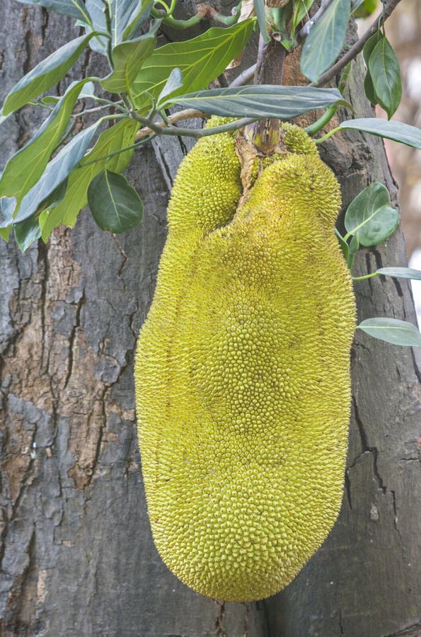 Jackfruit stock image. Image of indian, rough, helath - 55560447