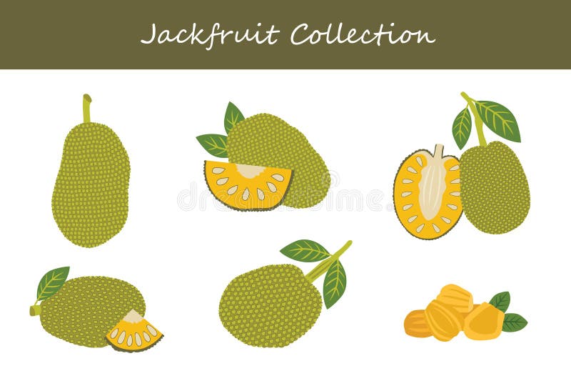 Jackfruit Collection. Jackfruit in Different Poses. Vector Illustration ...