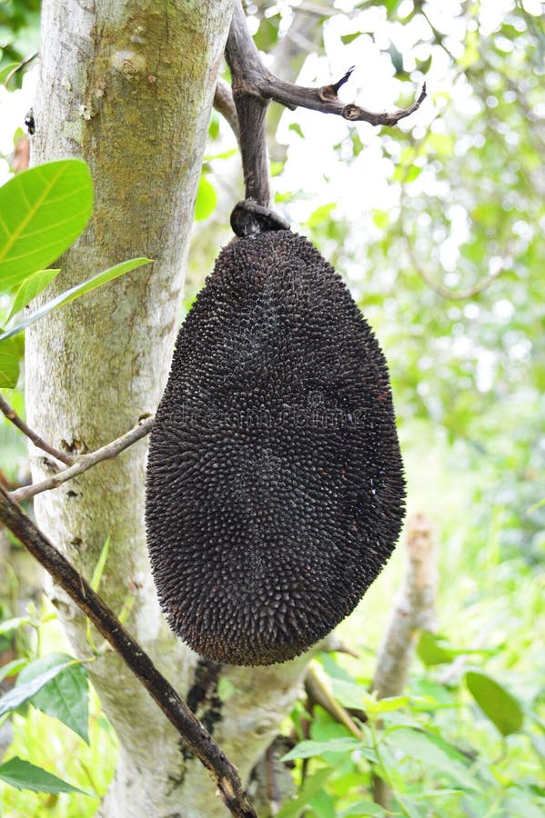 Jackfruit dead stock image. Image of asian, fruit, juicy - 57297235