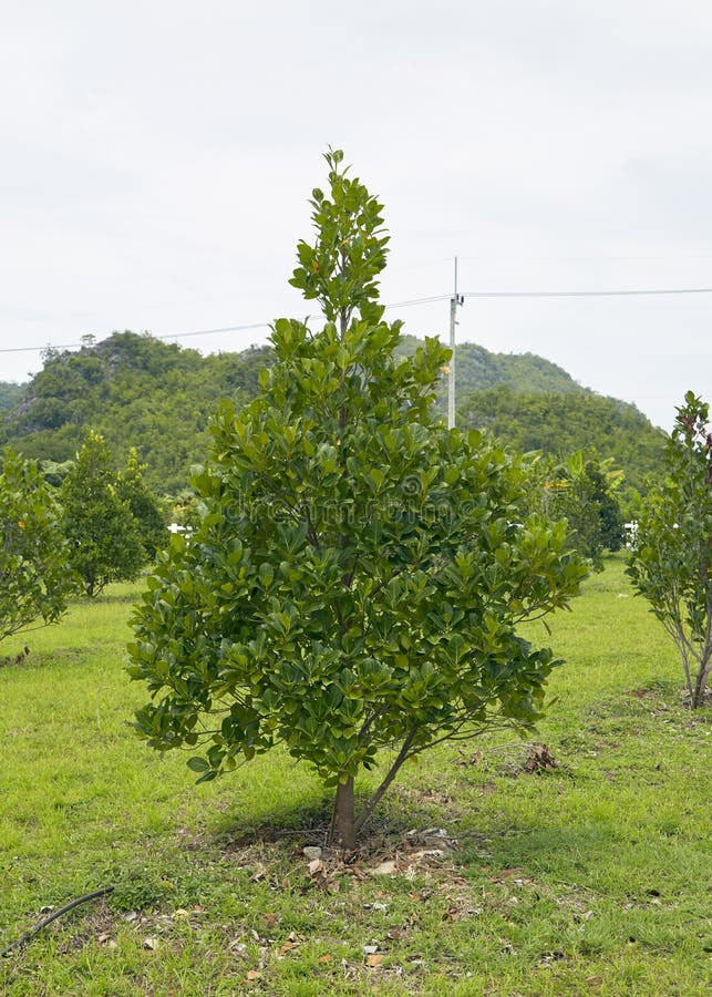 The jackfruit farm stock image. Image of natural, plant - 125996691