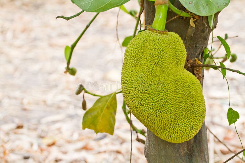 Jackfruit stock photo. Image of indigenous, basket, macro - 39262688